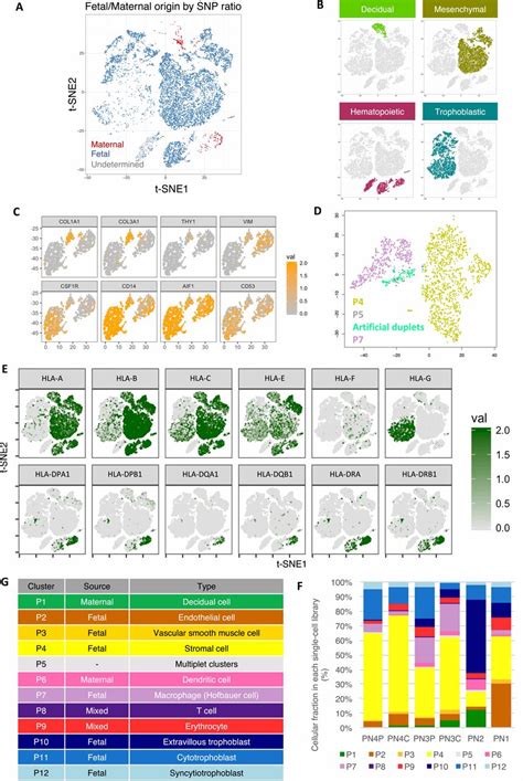 Researchers Use Single Cell Rna Seq To Dissect The Cellular Heterogeneity Of The Human Placenta