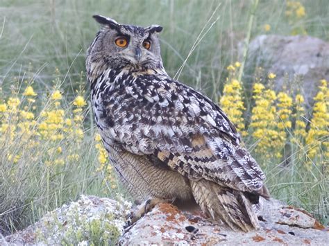 Eurasian Eagle Owl Ebird