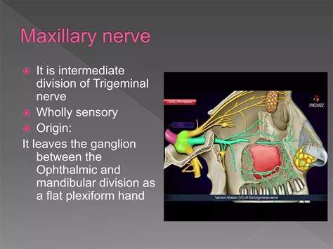 Trigeminal Nerve Ppt Pptx