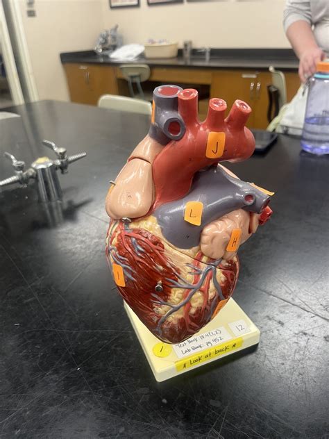Anterior View Heart Model Diagram Quizlet
