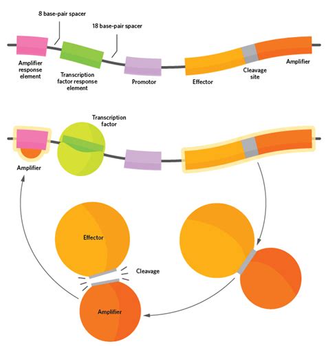 Synthetic Sensors The Scientist