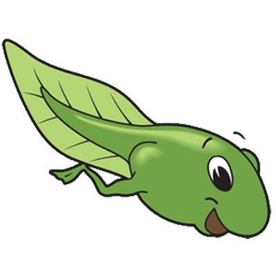 Free Tadpole Clipart Download Free Tadpole Clipart Png Images Free