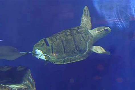 Loggerhead Sea Turtle Shell