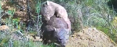 Rarely Seen Wombat Sideways Sex Shows Just How Wild Animal
