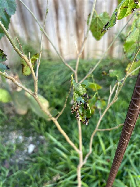 Raspberry Bush R Gardening