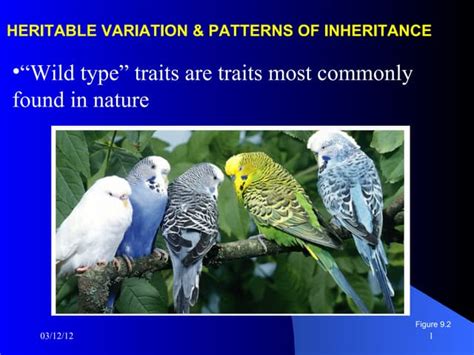 Hereditary Patterns Ppt
