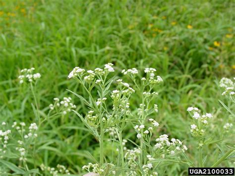 Parthenium 503