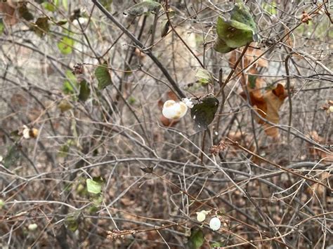 헐 얘들아 팝콘 열매인거 알았어 인스티즈 Instiz 일상 카테고리