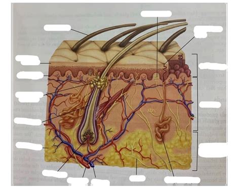 Structure Of The Skin And Subcutaneous Quiz