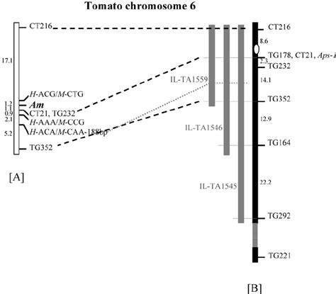 Map Location Of The Am Resistance Gene On Tomato Chromosome 6 A The Download Scientific
