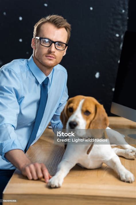 현대 사무실에서 비글과 테이블에 앉아 안경에서 사업가의 선택적 초점 가축에 대한 스톡 사진 및 기타 이미지 가축 귀여운 기업 비즈니스 Istock