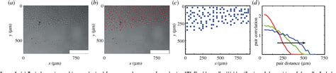 Figure 1 From Interpreting Scratch Assays Using Pair Density Dynamics