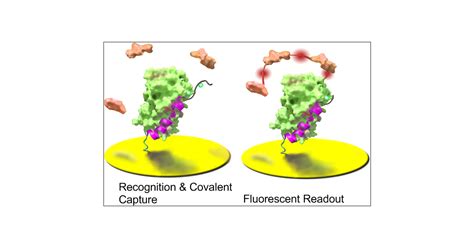 Turning Nonspecific Interference Into Signal Amplification Covalent Biosensing Nanoassembly