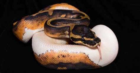 Unwrapping A Rainbow Ball Python Morphs To Take Your Breath Away Unwrapping A Rainbow Ball Python Morphs To Take Your Breath Away
