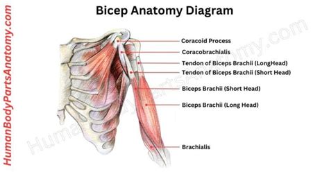 Ultimate Guide To Bicep Anatomy Learn Parts Names And Diagram Ultimate Guide To Bicep Anatomy Learn Parts Names And Diagram