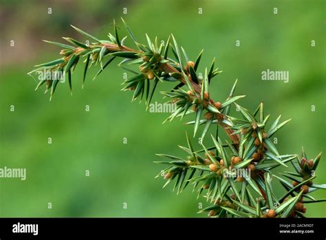 Common Juniper Juniperus Communis Close Up Of Needles Of A Common Juniper Plant Developing