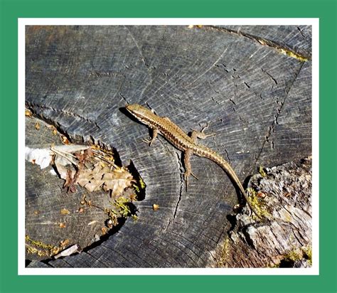 lezard