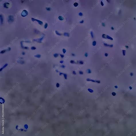Biofilm Of Antibiotic Resistant Bacteria Closeup View Rod Shaped And