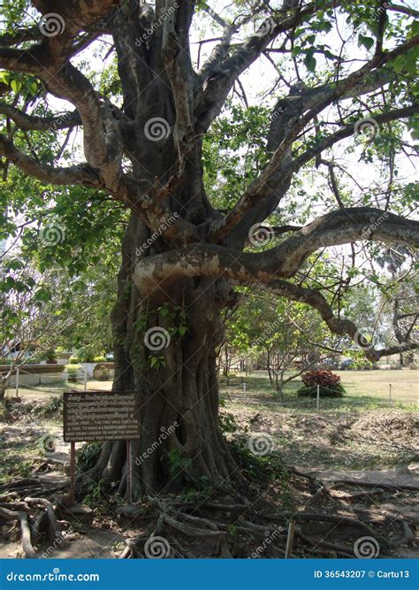 Killing Tree Killing Fields Cambodia Editorial Photo Cartoondealer