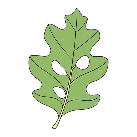 Eichenbaum Zeichnung Silhouette Design Vektor Illustration Clipart Eps Premium Vektor