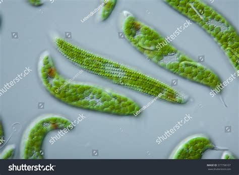 Euglena Pellicle