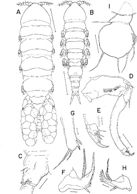 Figure 1 From Origin And Dispersal Of Mytilus Edulis In Japan Deduced