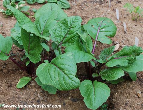 Yu Choy 50 Days Edible Seeds