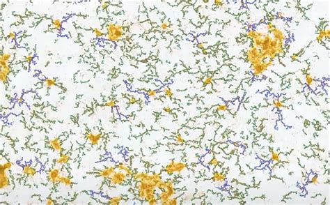 Practical Approaches For Using Tissue Cytometry For Research Applications