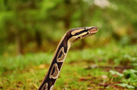 Ball Python Snake Free Photo On Pixabay Pixabay