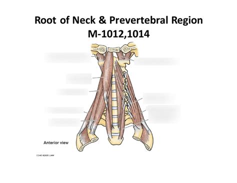 Prevertebral Region Diagram Diagram Quizlet