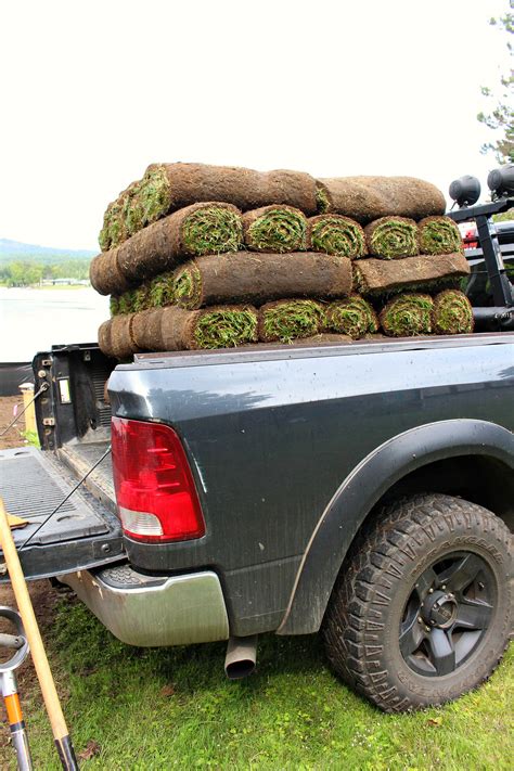 Sod Vs Grass Seed I Tried Both Dans Le Lakehouse