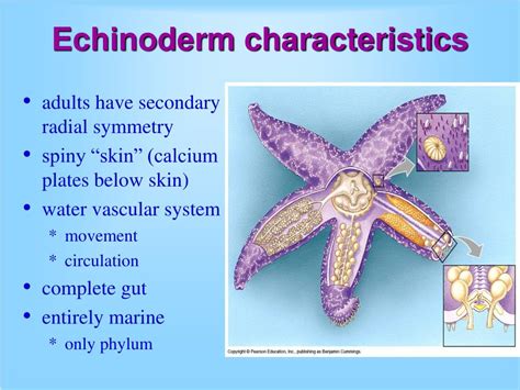 Ppt Echinoderms And Early Chordates Powerpoint Presentation Free Download Id 3101698