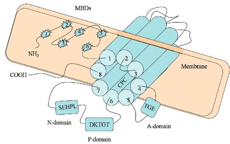 Diagram Of Atp7b The Metal Binding Domain Contains Six Copper Binding