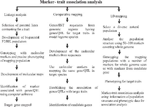 Flow Diagram Of Different Methods Of Marker Trait Association Analysis