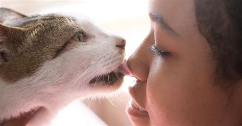 Why Does My Cat Lick Me So Much Cat Behavior Explained