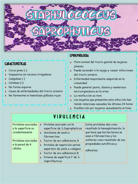 Staphylococcus Saprophyticus Pdf Infección Del Tracto Urinario
