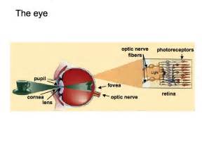 perception lecture notes the eye