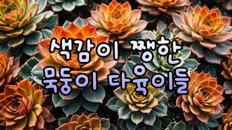 🍁묵은둥이🍁다육이들🚀5만원이상🚀무료배송🎁 Youtube
