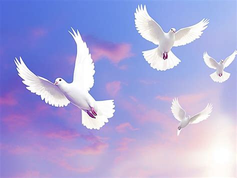 White Doves Flying In The Sky At Sunset