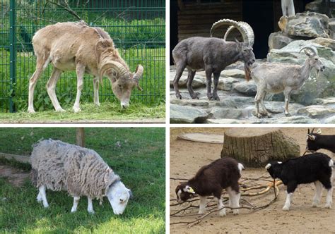 Do Ewe Know Your Sheep From Your Goats Were Not Kidding About Species Differences