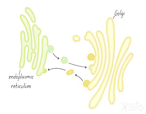 Membrane Organelles By Jennifer Lippincott Schwartz