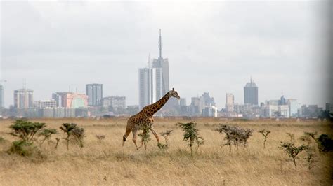 Travel Check Out Kenyas Nairobi National Park And Maasai Mara Game