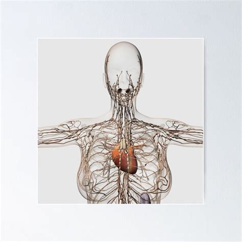 Binary Vascular System