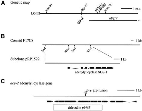 Positional Cloning Of Sgs 1 A Genetic Map Of Linkage Group Iii