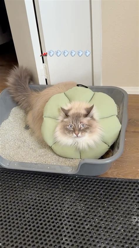Nimbus ☁️ Nimbus Siberian • Instagram Photos And Videos