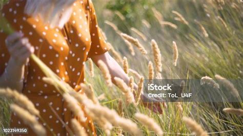 아름 다운 젊은 여자는 꽃과 Spikelets의 꽃다발 필드 수집에 산책 일몰 또는 해돋이에 잔디에 매력적인 여자의 초상화 가을에 대한 스톡 사진 및 기타 이미지 Istock