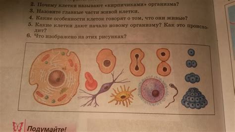 Рассмотрите на рисунке клетки разных частей растения и тела человека на фото продолжение