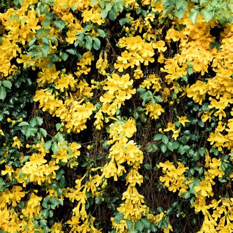 What Does Cats Claw Plant Look Like At Joseph Altamirano Blog
