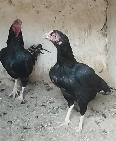 Pure Miywali Lasani Hens 1108963110