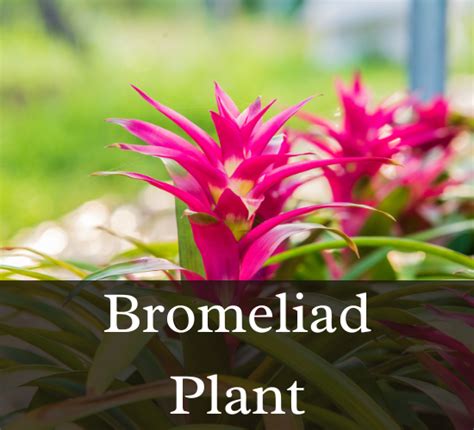 Save Your Bromeliad Turning Yellow Tips To Fix Yellowing Leaves